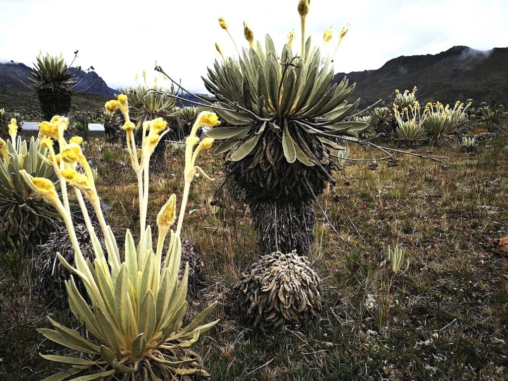 Boyacá Bio aportará información clave sobre las plantas útiles ...