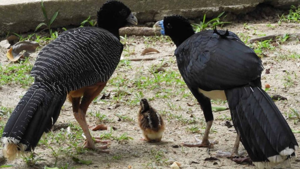 Paujil Pico Azul polluelo, nuevo visitante de la reserva natural de ...