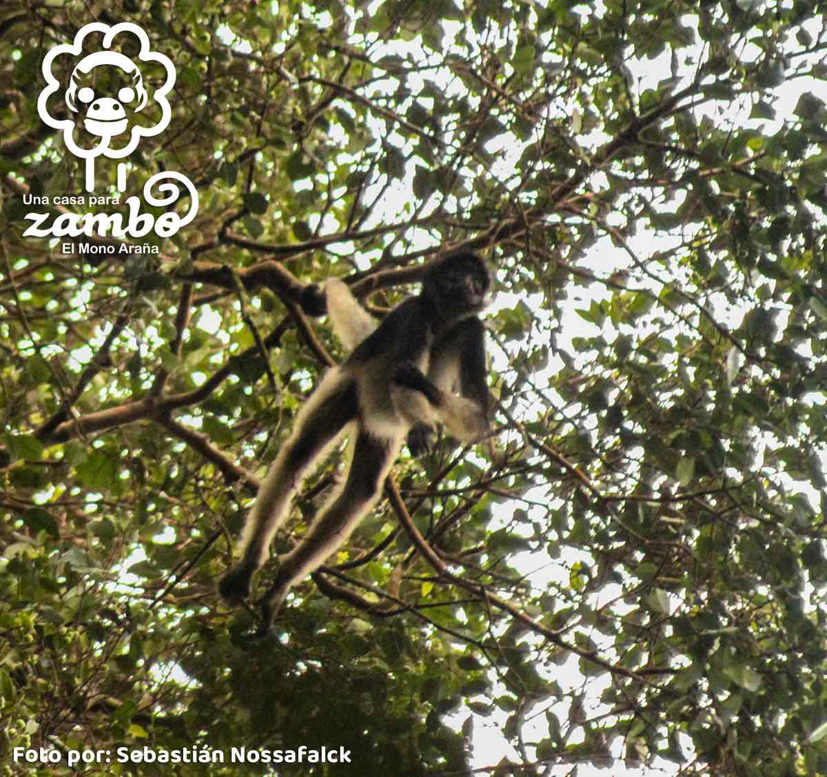 La primera vez que vi al zambo - Entreojos.co