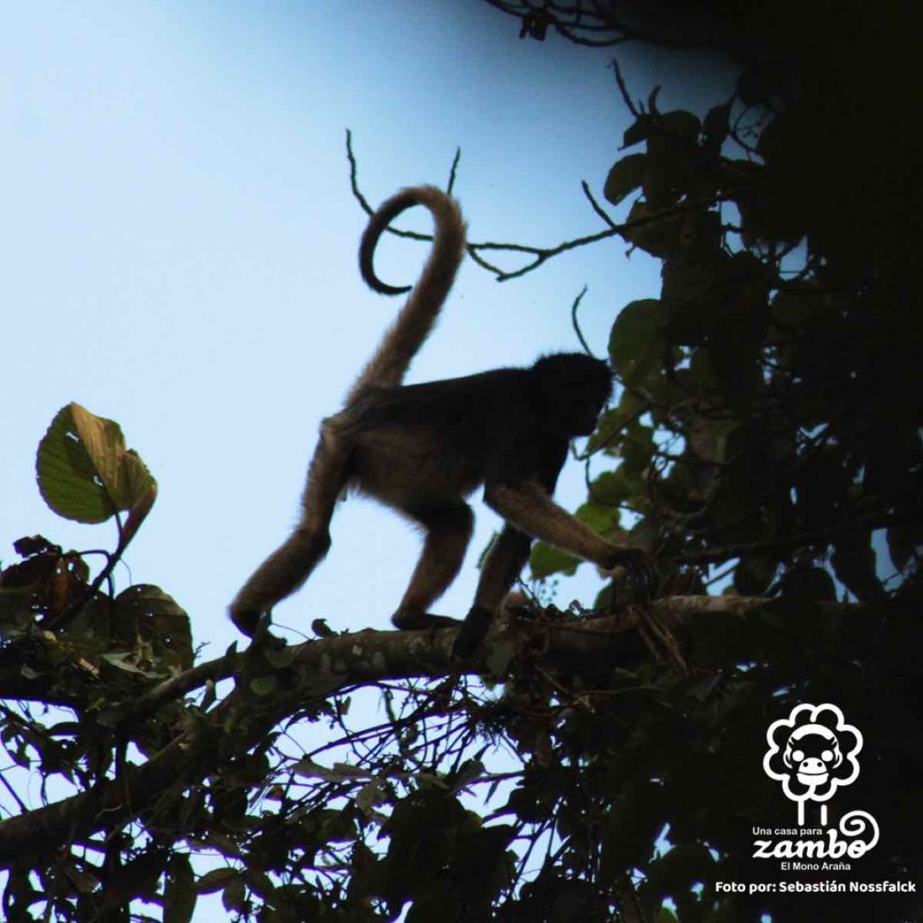 La primera vez que vi al zambo - Entreojos.co