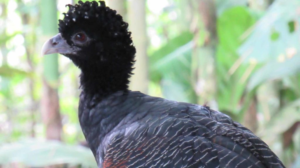 Crece el gusto por el avistamiento de aves - Entreojos.co