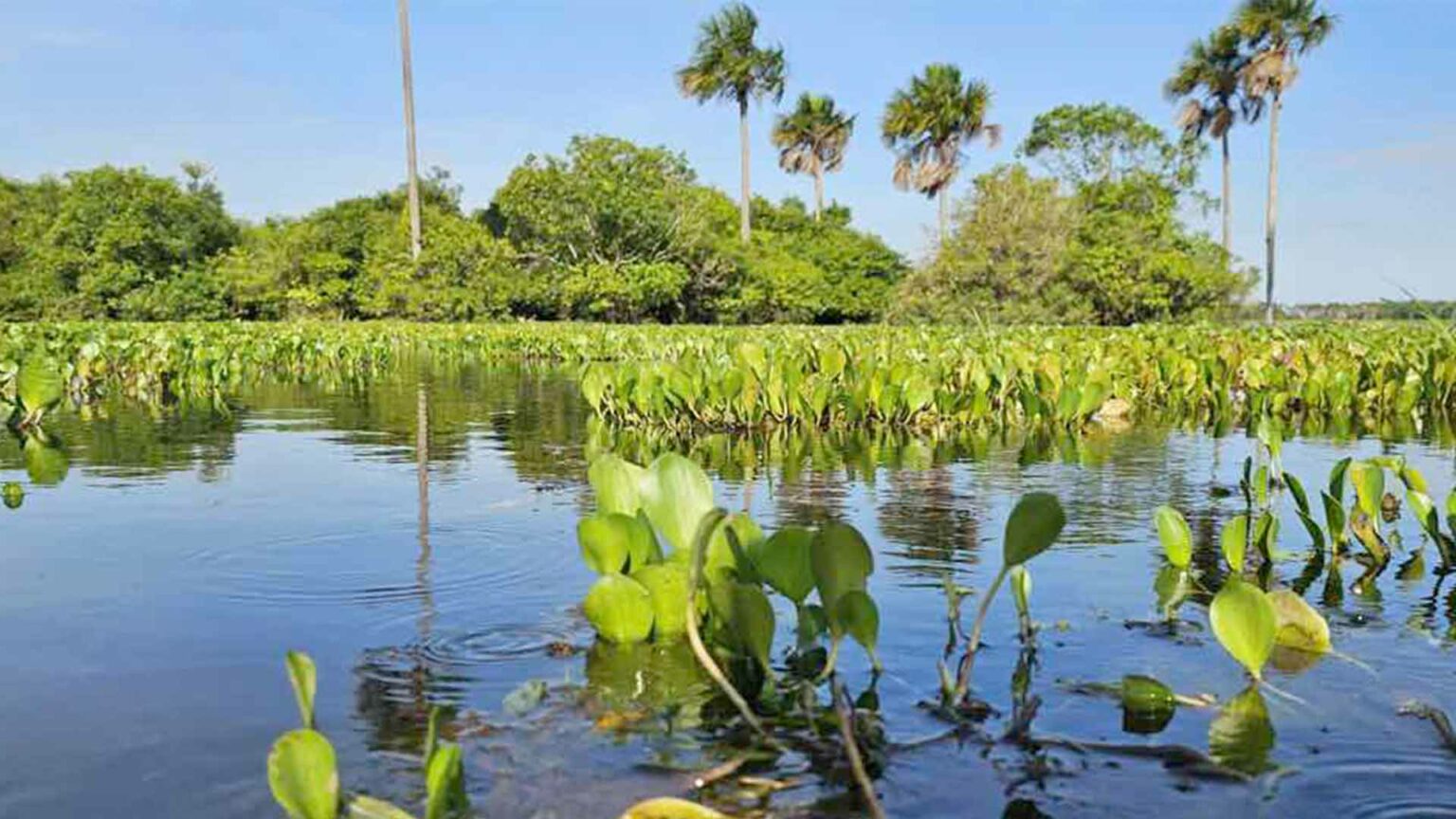“Hay que proteger la biodiversidad de la Orinoquia, es patrimonio del ...
